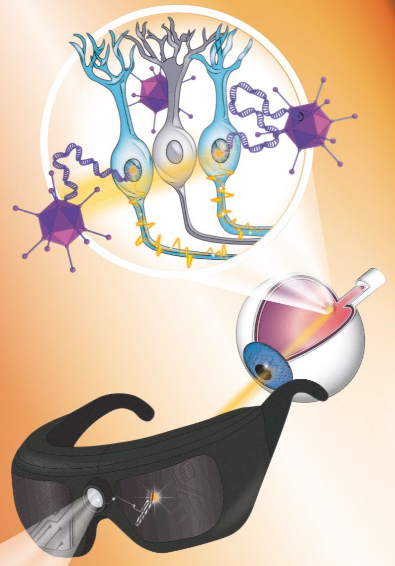 Blind Patient Recovers Partial Vision with Optogenetics – CheckOrphan